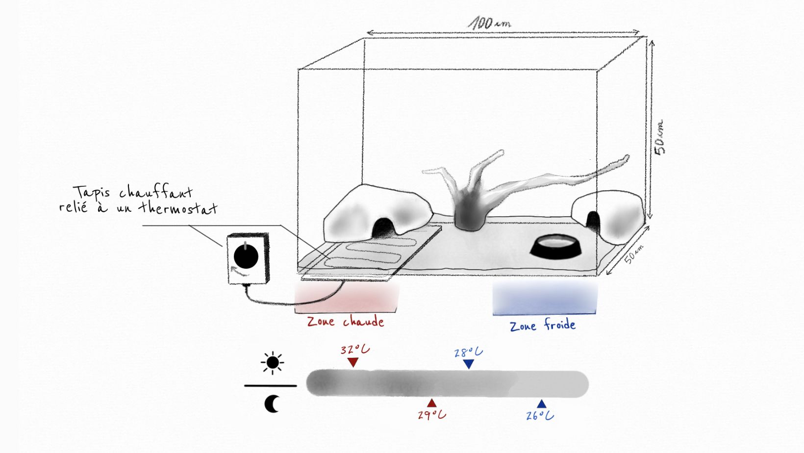 Fiche d'élevage du python royal - FG Reptiles